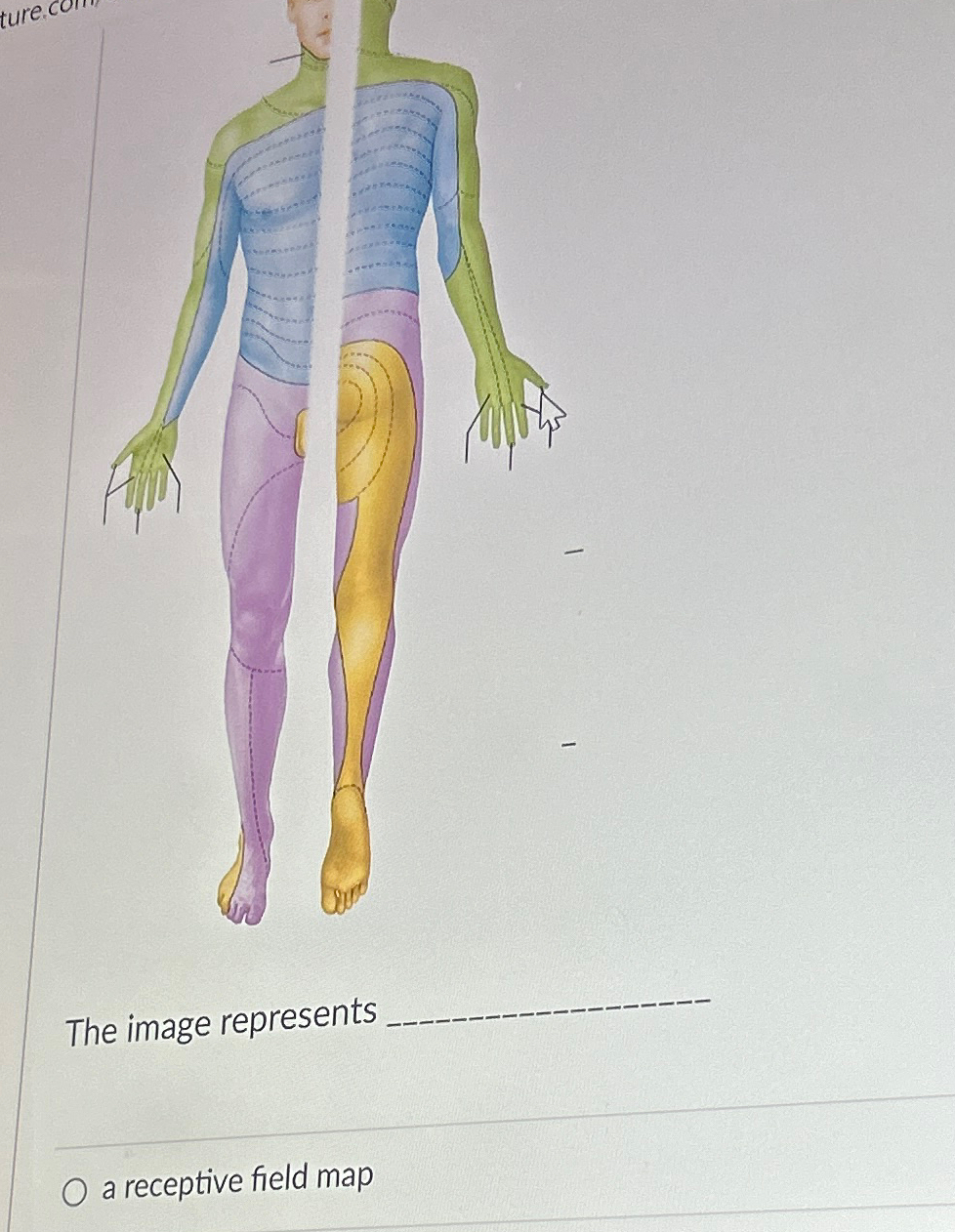 Solved The image representsa receptive field map | Chegg.com