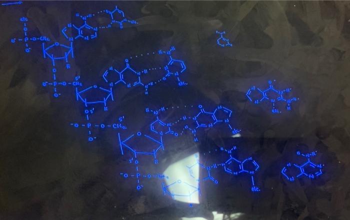Solved DRAW: (only AGCT 5->3 end of DNA at a pH of 8)CHECK: | Chegg.com