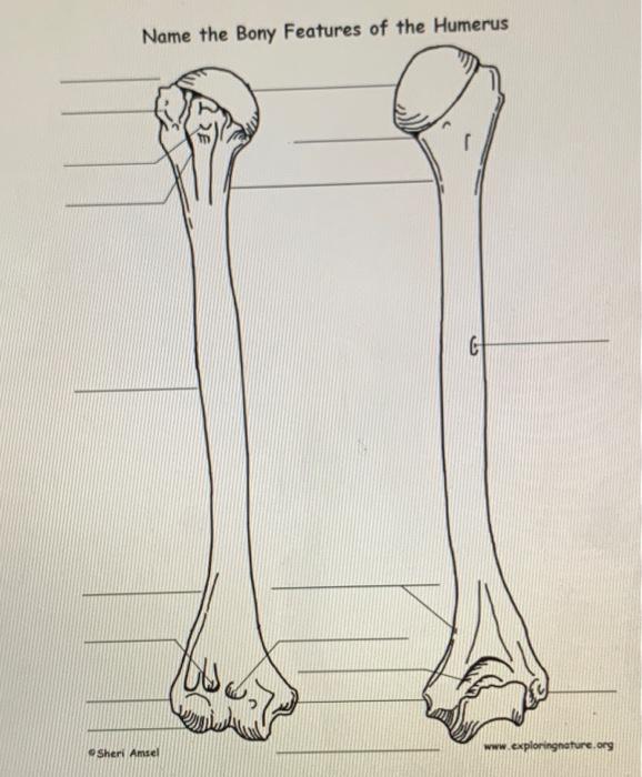 Solved Name the Bony Features of the Humerus ST G د کالا | Chegg.com