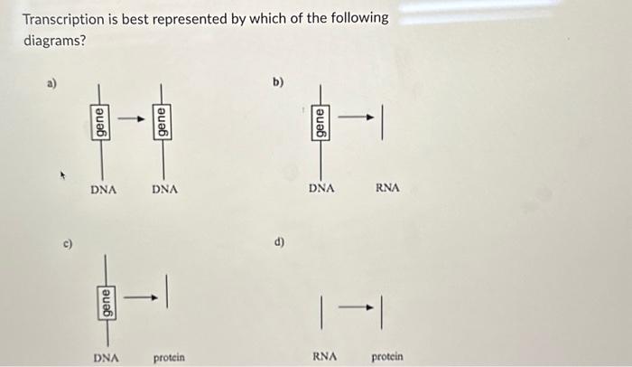 Solved Translation in cells requires which of the following | Chegg.com
