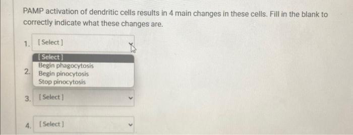 Solved PAMP activation of dendritic cells results in 4 main | Chegg.com