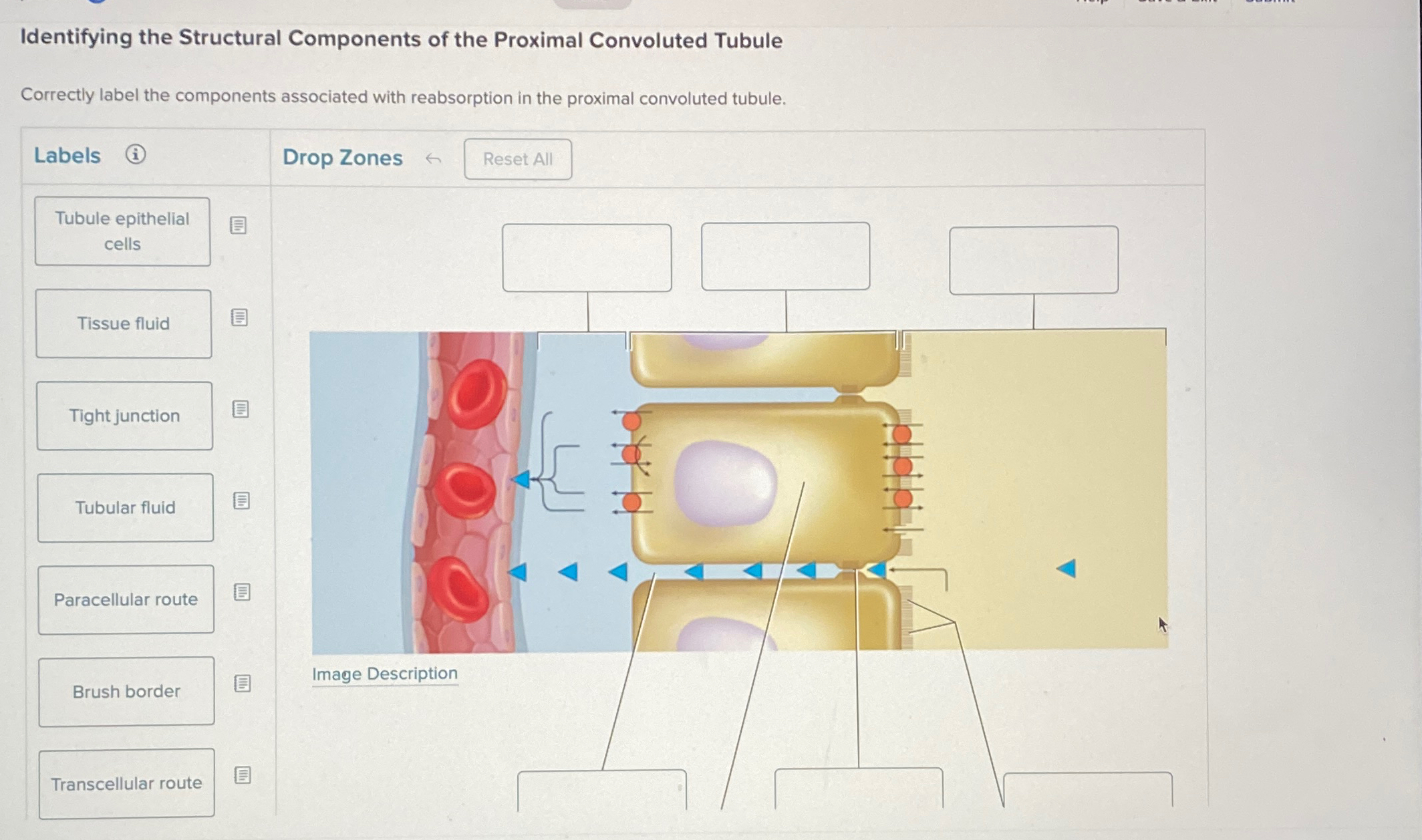 Solved Identifying the Structural Components of the Proximal | Chegg.com