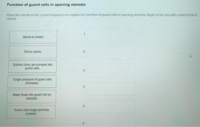 Solved Function of guard cells in opening stomata Place the | Chegg.com