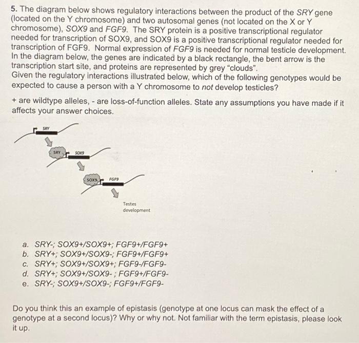 Solved 5. The diagram below shows regulatory interactions | Chegg.com