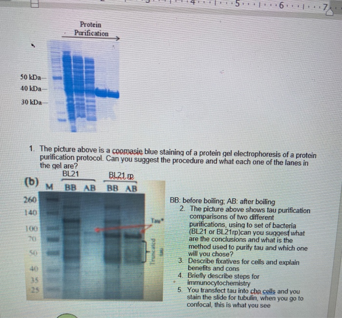 Solved | 116 Protein Purification 50 kDa 40 kDa 30 kDa 1. | Chegg.com