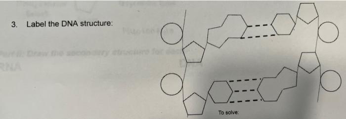 Solved 3. Label the DNA structure: | Chegg.com