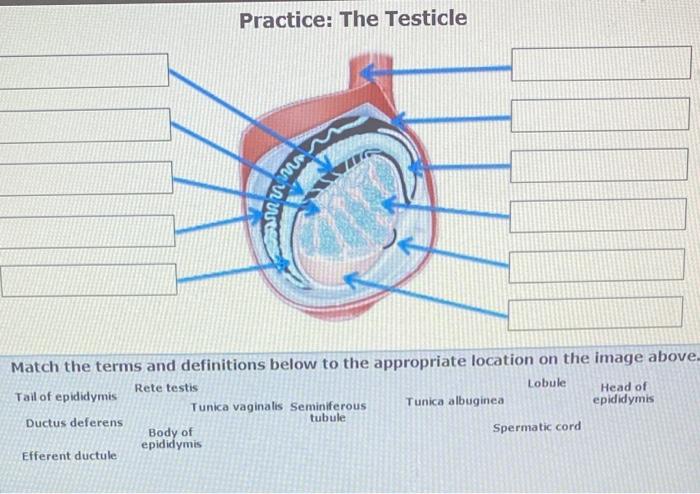 Solved Practice: The Testicle Rete testis Match the terms | Chegg.com