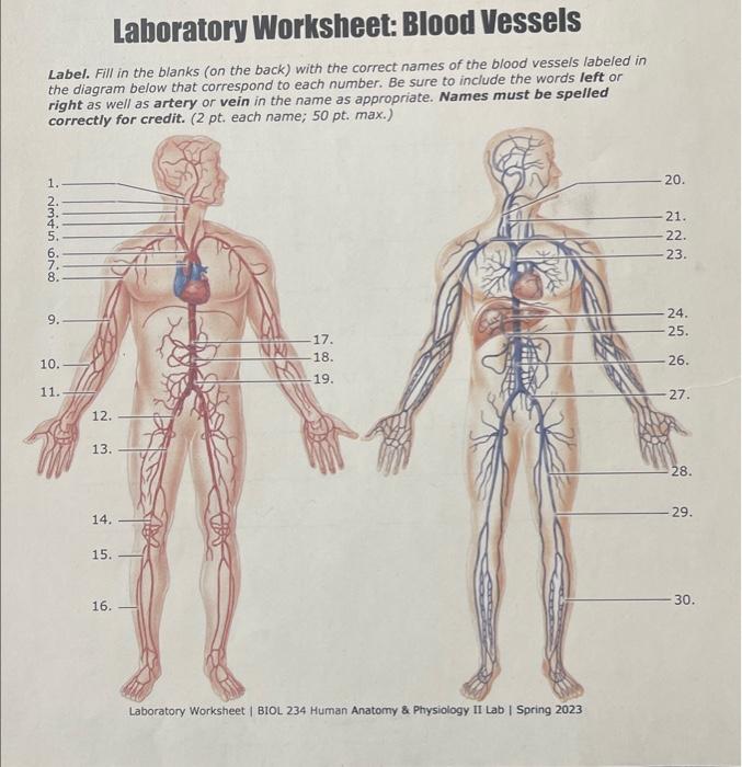 Solved Lahoratory Worksheot: Blood Vessels Label. Fill in | Chegg.com