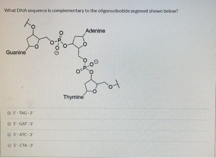 Solved What DNA sequence is complementary to the | Chegg.com