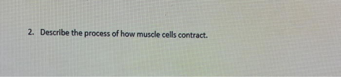 Solved 2. Describe the process of how muscle cells contract. | Chegg.com