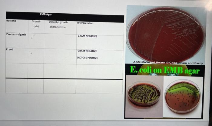 Solved EMB Agar Bacteria Growth (+/-) Describe growth | Chegg.com