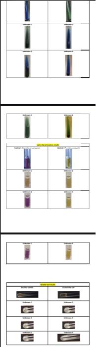 Complete the following table with your Capsule stain | Chegg.com