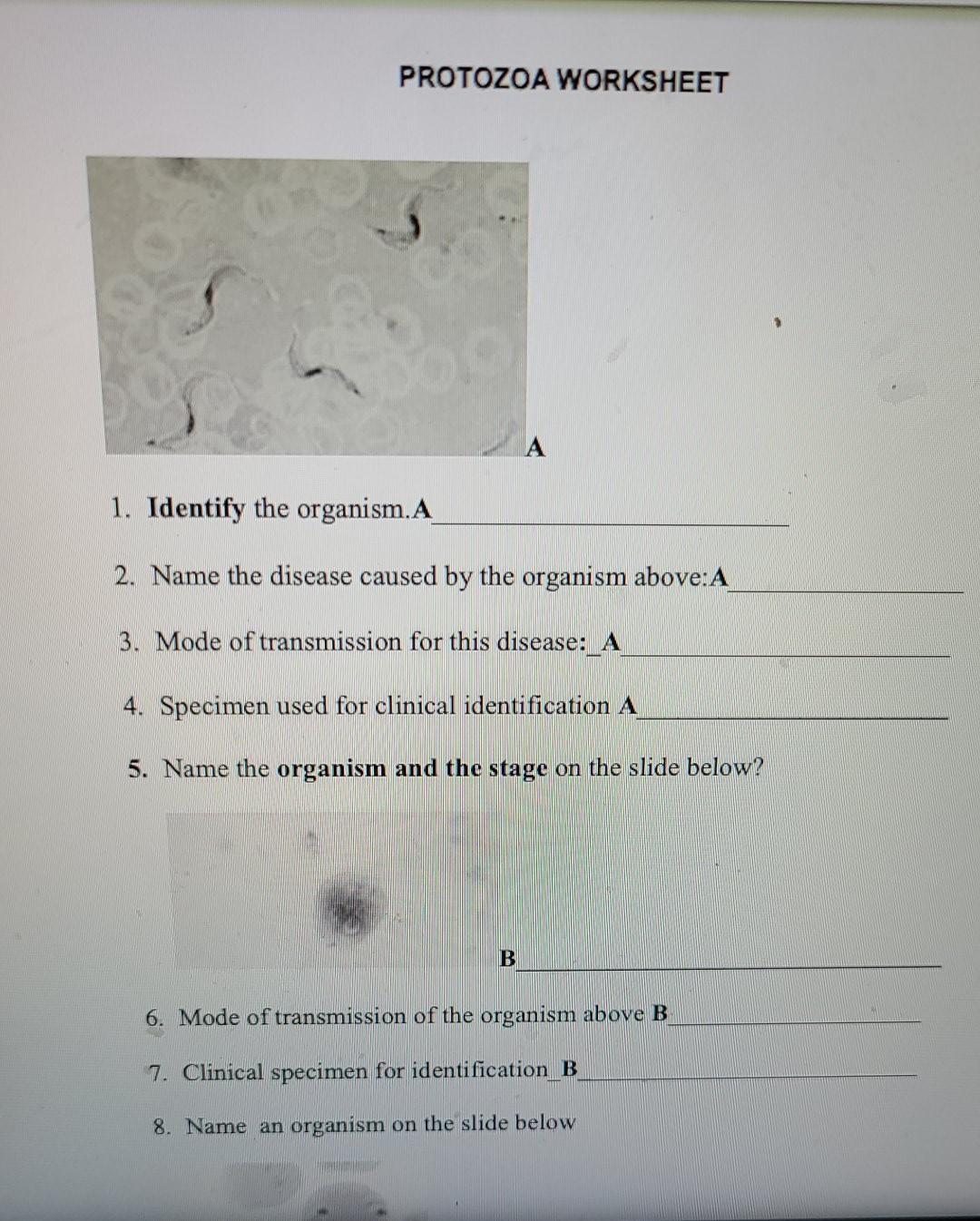 Solved PROTOZOA WORKSHEET 1. Identify the organism. A 2. | Chegg.com