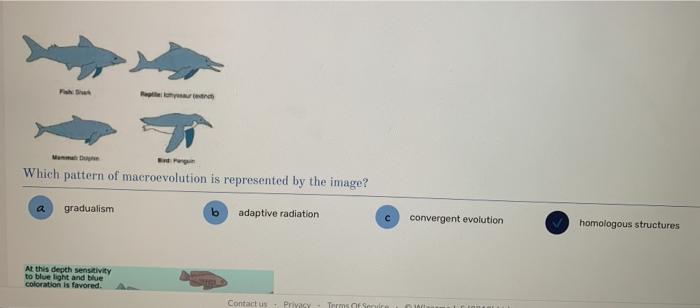 Solved Which pattern of macroevolution is represented by the | Chegg.com