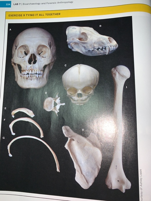 Solved 224 LAB 7 Bioarchaeology and Forensic Anthropology | Chegg.com
