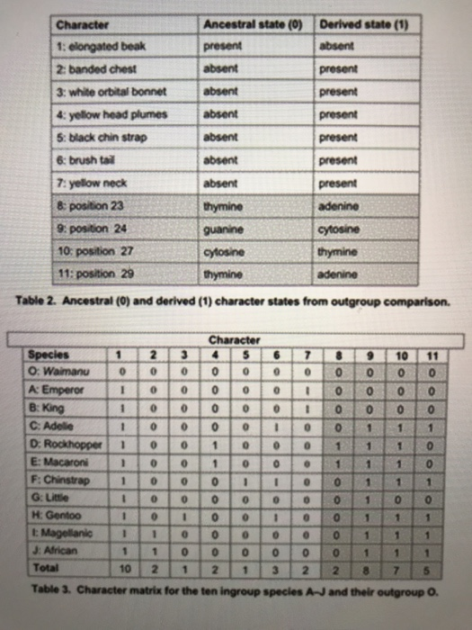 Solved Penguin Phylogeny You MUST build your cladogram based | Chegg.com