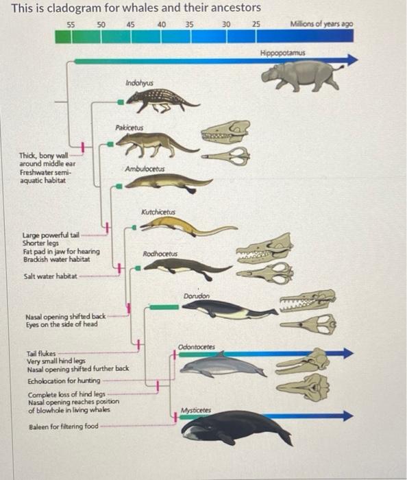 Solved This is cladogram for whales and their ancestors 55 | Chegg.com