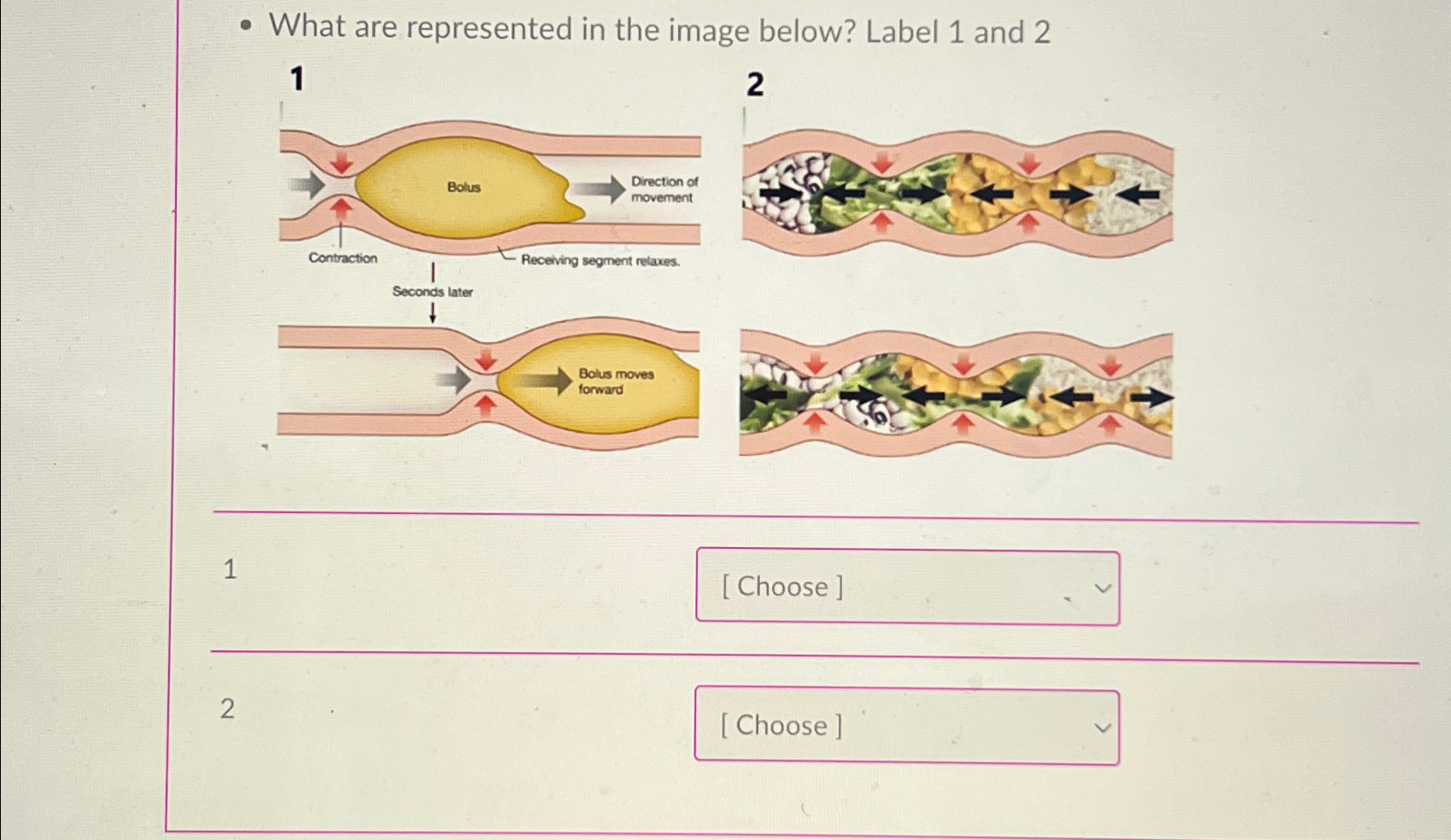 Solved What are represented in the image below? Label 1 ﻿and | Chegg.com