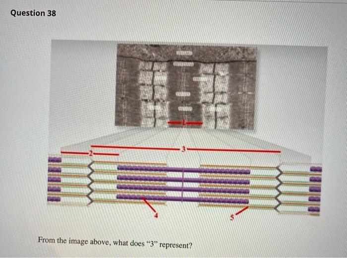 Solved Question 38 From the image above, what does "3" | Chegg.com