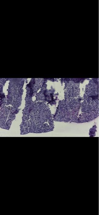 Solved identify the organ and cells identify the organ and | Chegg.com