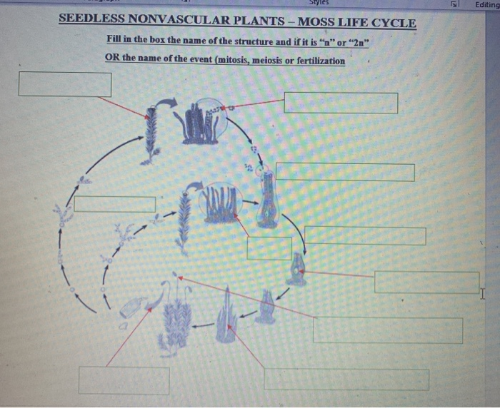 Solved Editing SEEDLESS NONVASCULAR PLANTS - MOSS LIFE CYCLE | Chegg.com