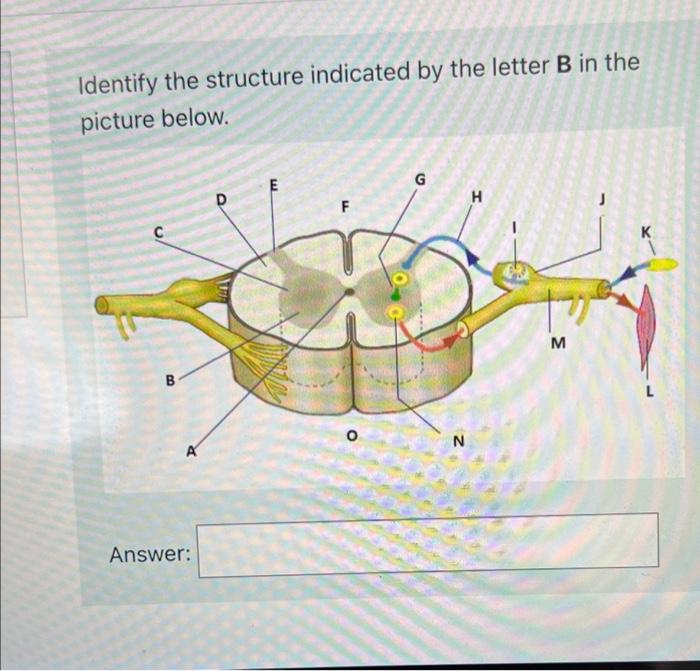 Solved Identify the structure highlighted green in the | Chegg.com