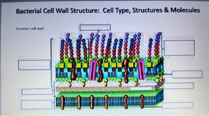 Solved Bacterial Cell Wall Structure: Cell Type, Structures | Chegg.com
