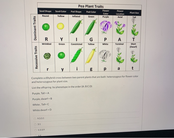 Solved Seed Shape Seed Color Round Yellow Pea Plant Traits | Chegg.com