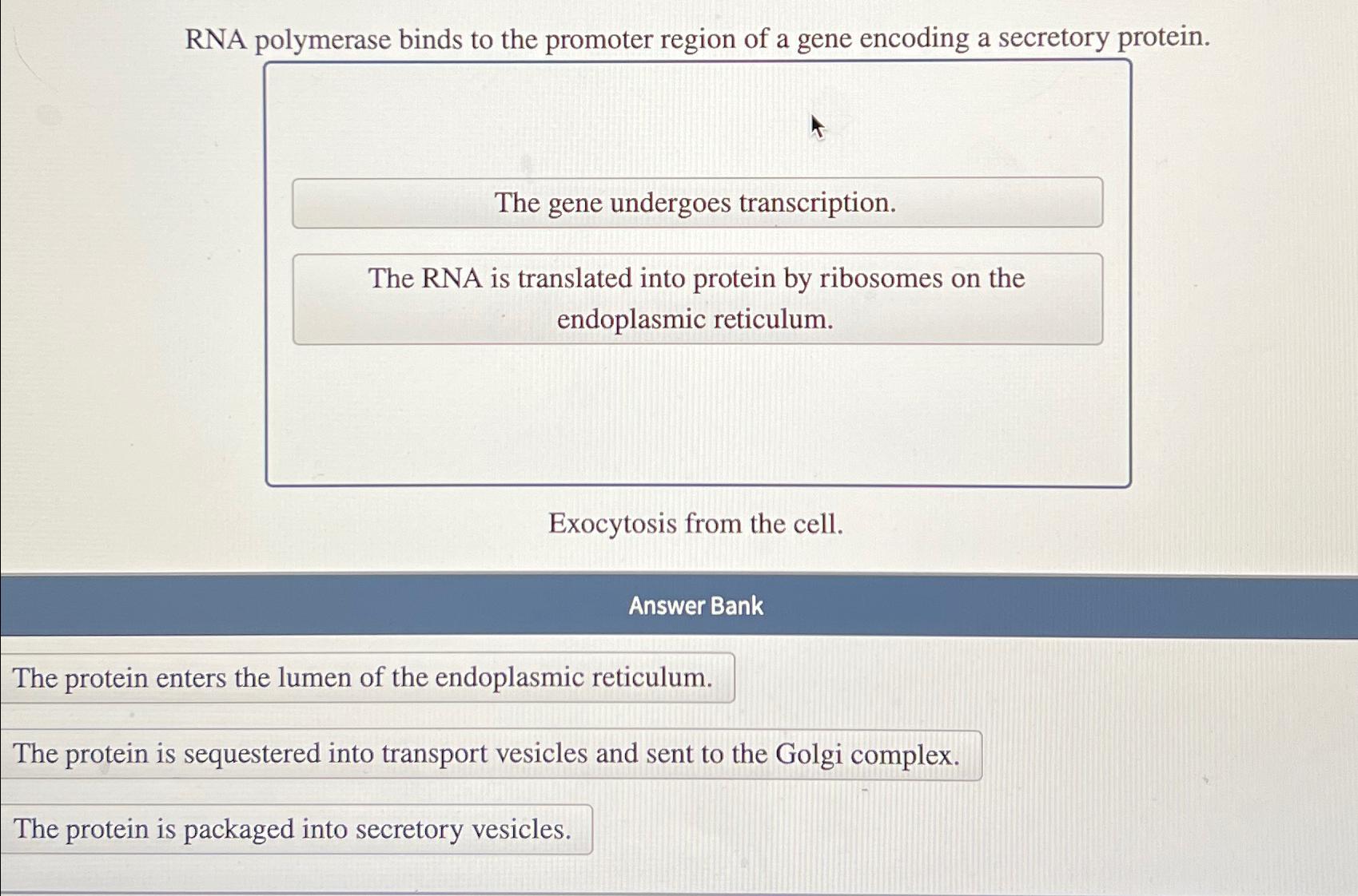 Solved RNA polymerase binds to the promoter region of a gene | Chegg.com