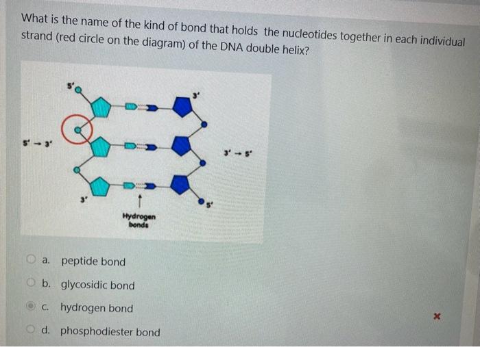 Solved What is the name of the kind of bond that holds the | Chegg.com
