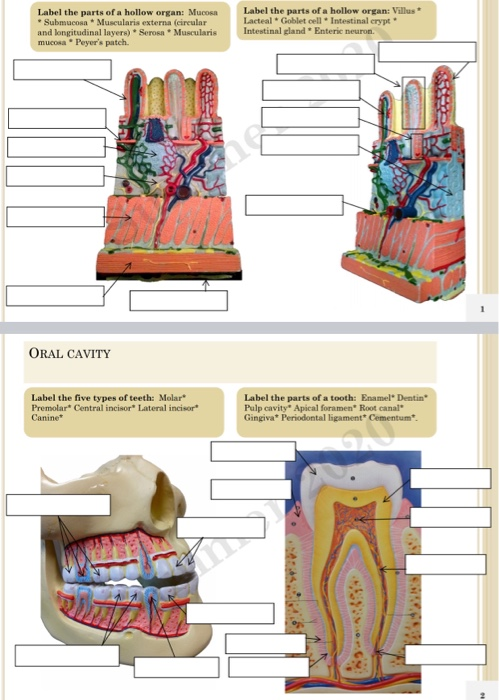 Label the parts of a hollow organ: Mucosa . Submucosa | Chegg.com