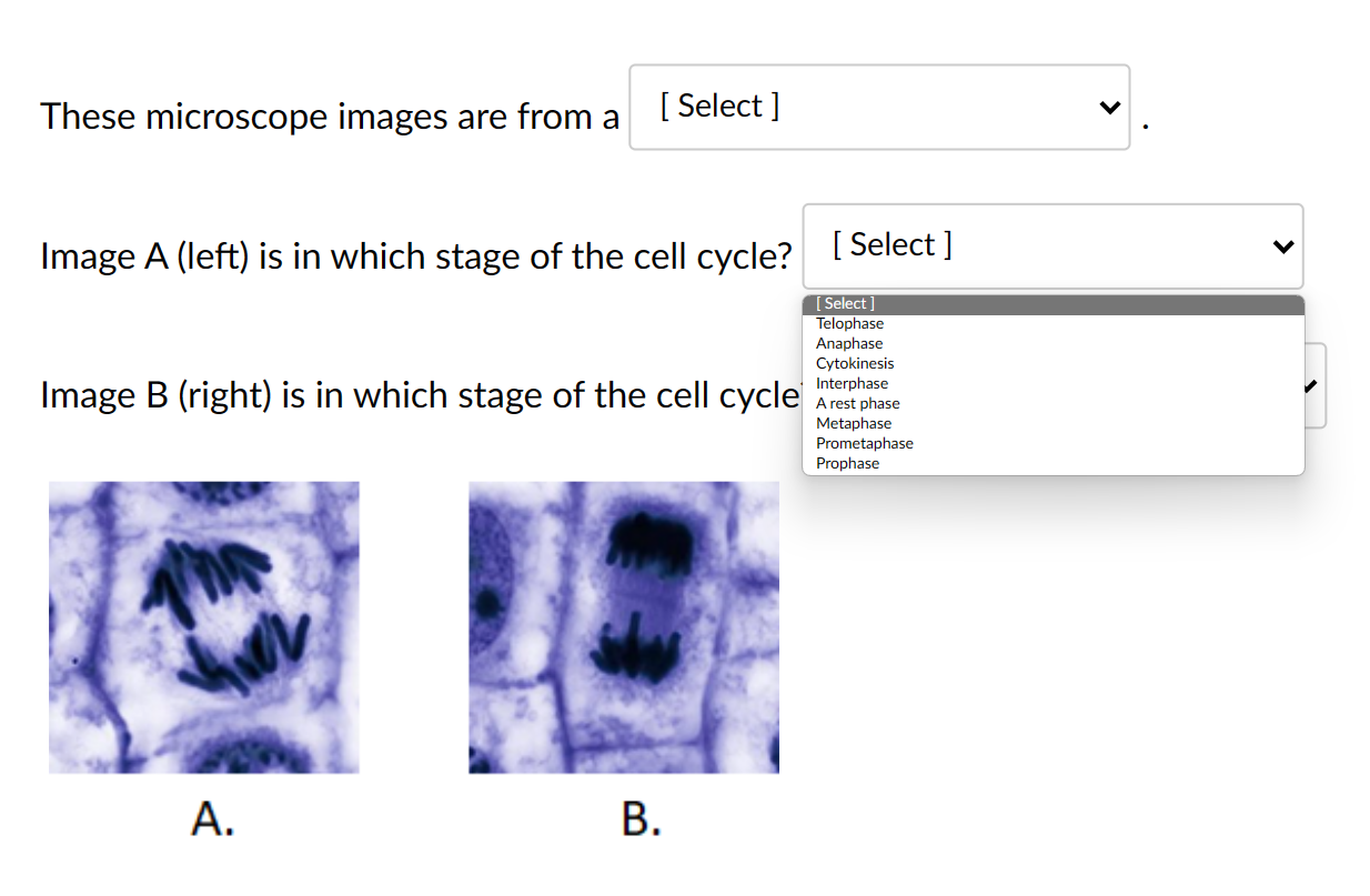 Solved These microscope images are from aImage A (left) ﻿is | Chegg.com