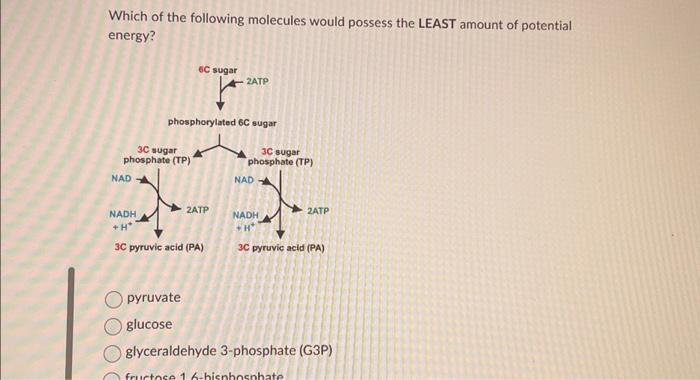 Solved Which of the following molecules would possess the | Chegg.com