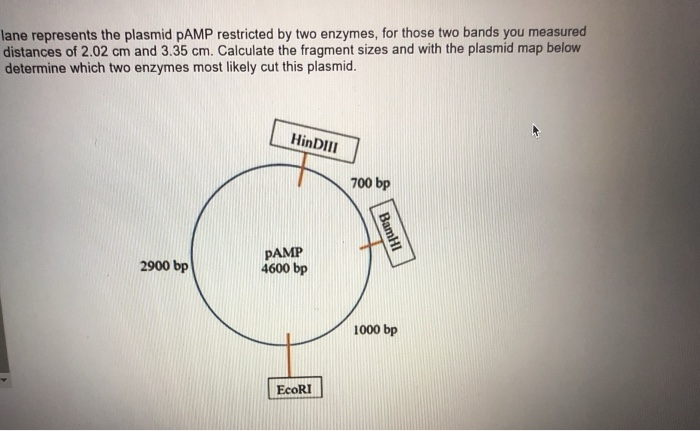 Solved lane represents the plasmid PAMP restricted by two | Chegg.com