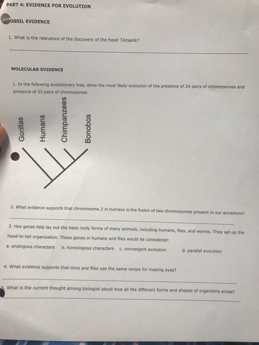 Solved PART 4: EVIDENCE FOR EVOLUTION FOSSIL EVIDENCE 1. | Chegg.com