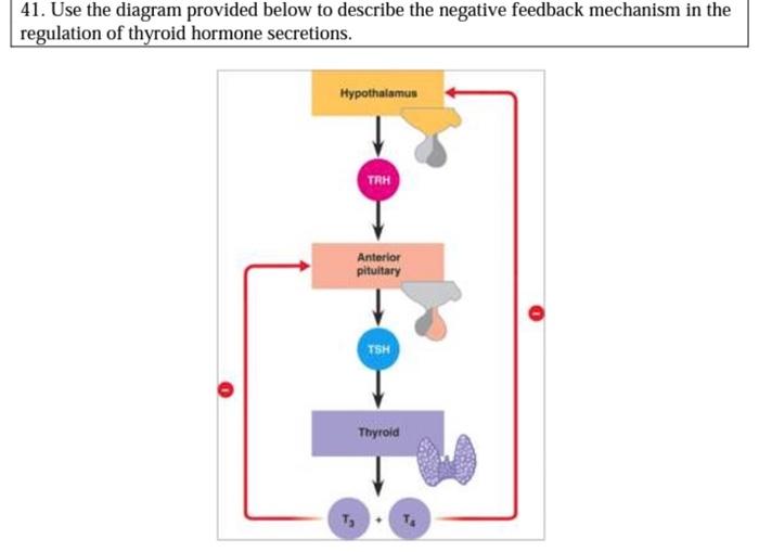 Solved 41. Use the diagram provided below to describe the | Chegg.com