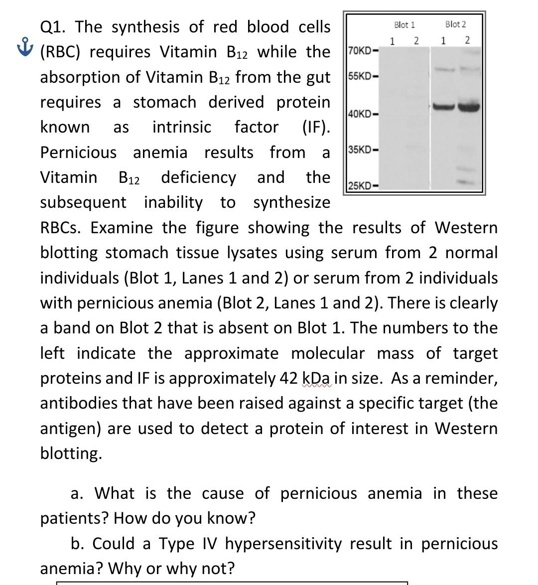 Solved Q1. The synthesis of red blood cells I (RBC) requires | Chegg.com