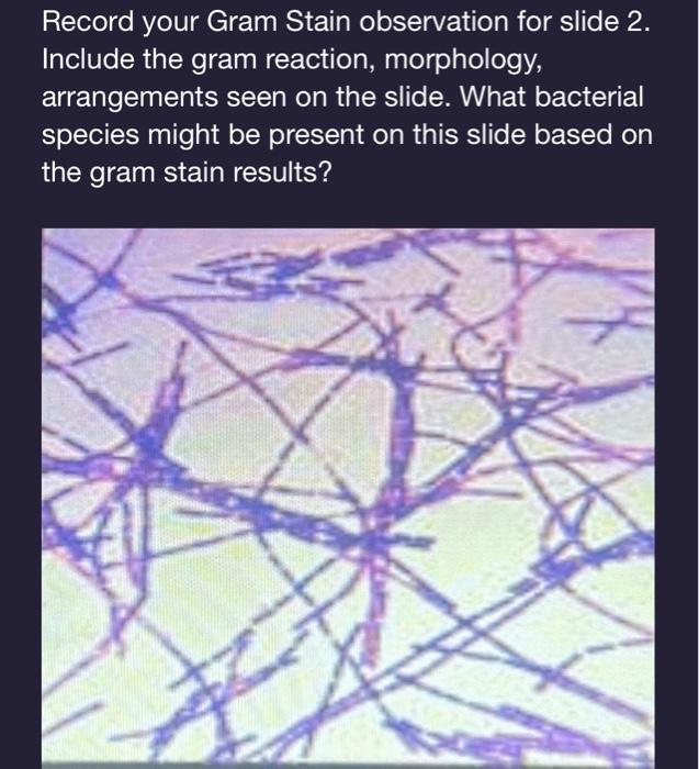 Solved Record your Gram Stain observation for slide 2. | Chegg.com