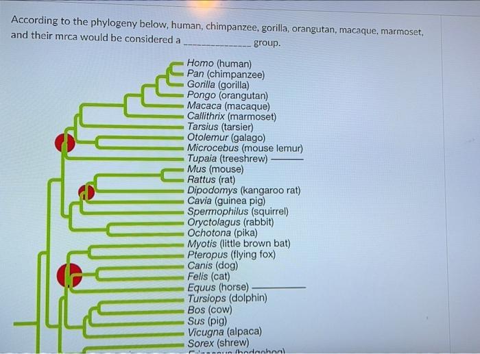 Solved Dichotomous Key to species in the family Candiaceae | Chegg.com