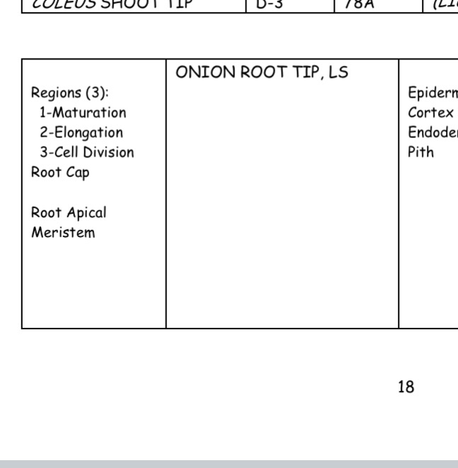 Solved Draw and label onion root tips with these label in | Chegg.com