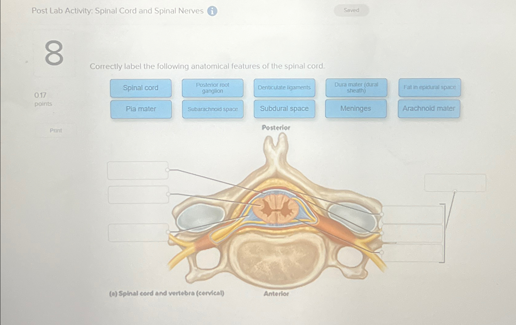 Solved Post Lab Activity: Spinal Cord and Spinal | Chegg.com