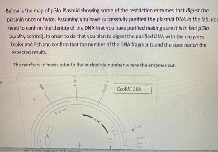 Solved Below is the map of pGlo Plasmid showing some of the | Chegg.com