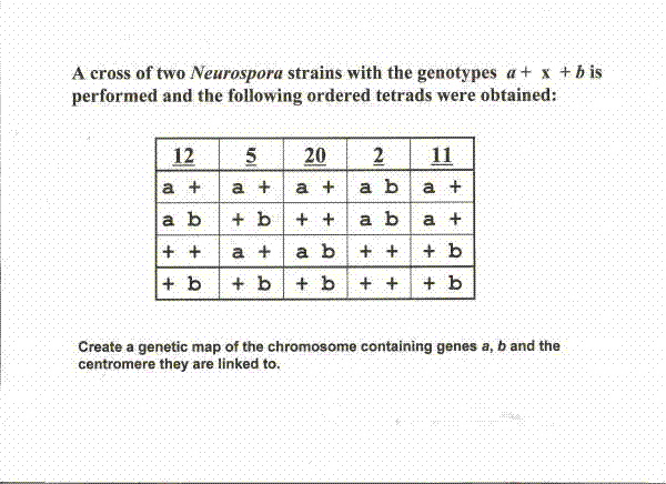 Solved A cross of two Neurospora strains with the genotypes | Chegg.com