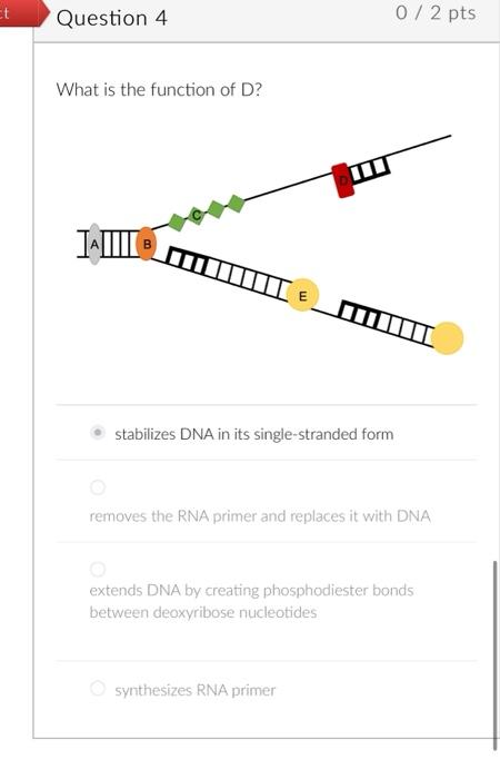 Solved What is the function of D ? stabilizes DNA in its | Chegg.com