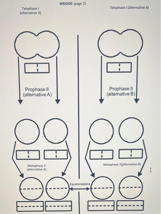 Solved Make a simulation of meiosis by drawing the process | Chegg.com