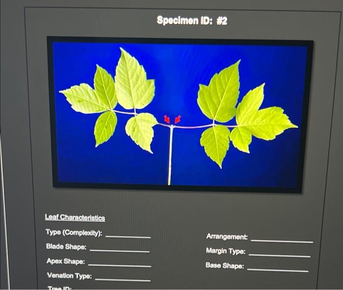 Solved Leaf Characteristics Type (Complexity): Blade Shape: | Chegg.com