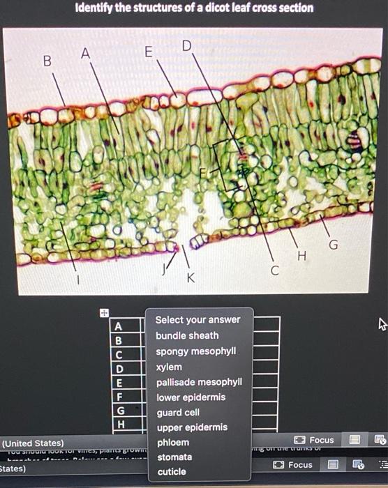 Cross Section Of Monocot Leaf Labeled