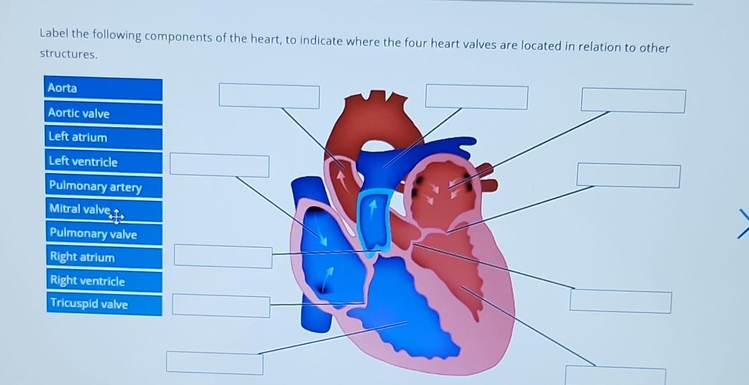 Solved Label the following components of the heart, to | Chegg.com