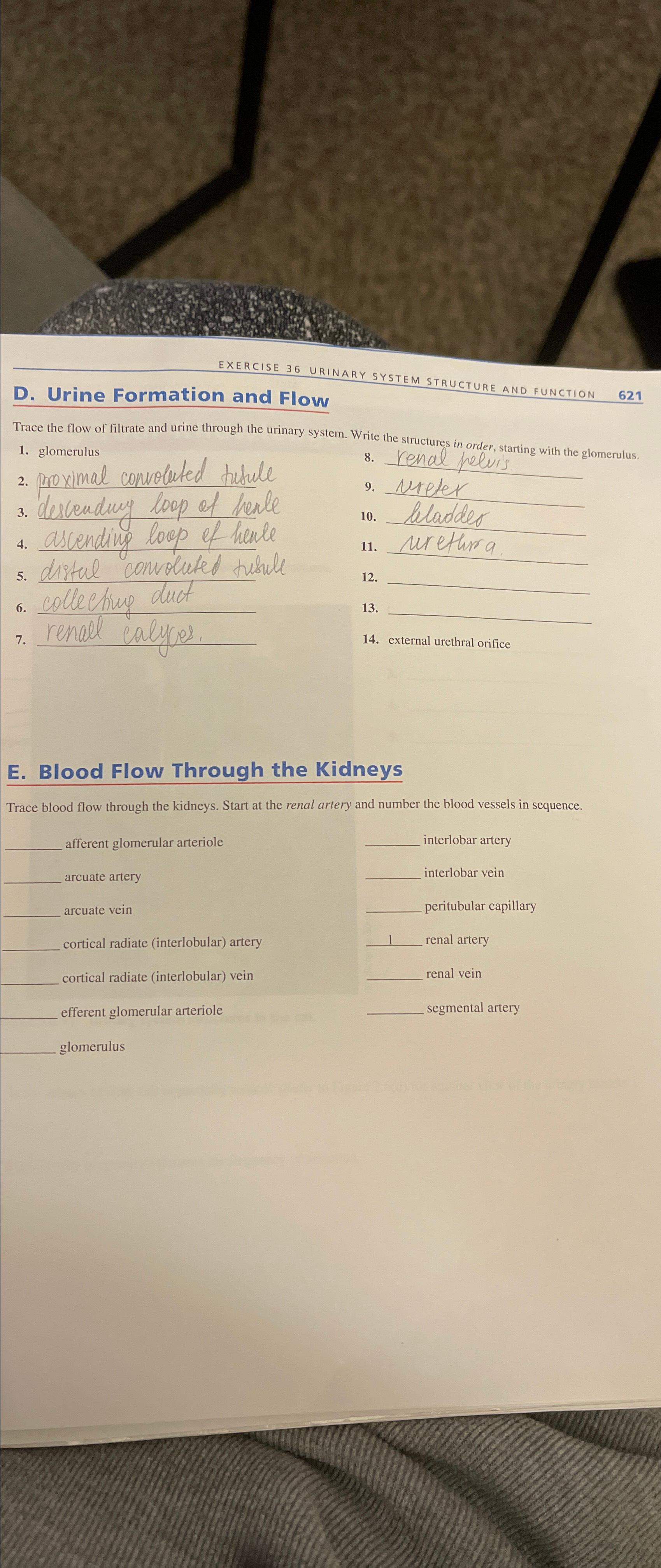 Solved EXERCISE 36 ﻿URINARY SYSTEM STRUCTURE AND FUNCTION | Chegg.com