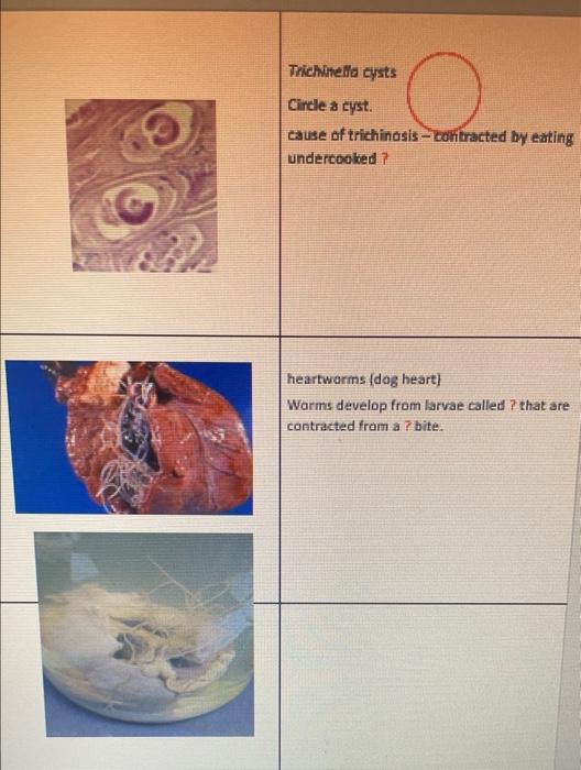 Solved Trichinella cysts Circle a cyst. cause of | Chegg.com